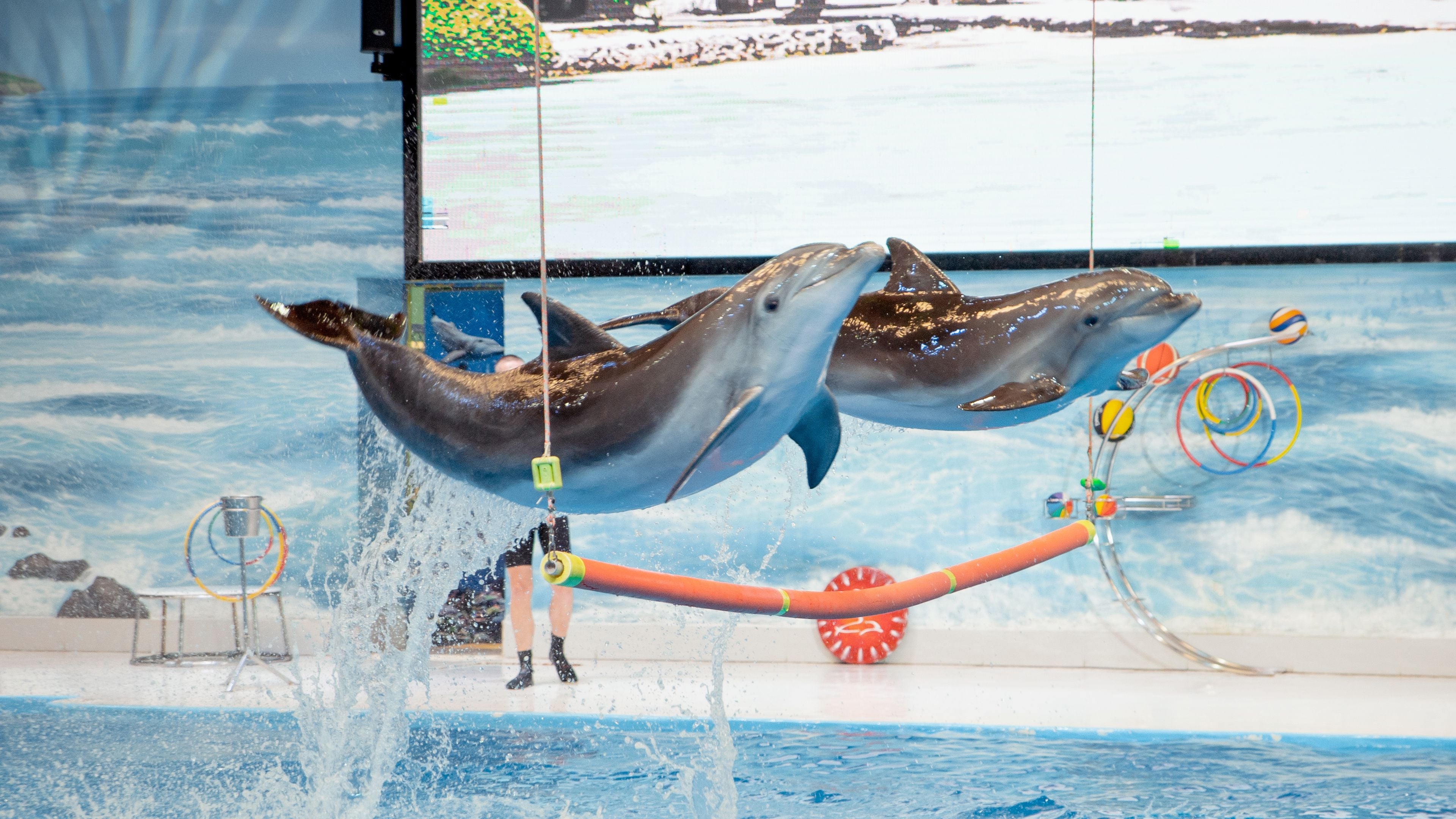 Dubai Dolphinarium in Dubai – Book Online | Two Continents