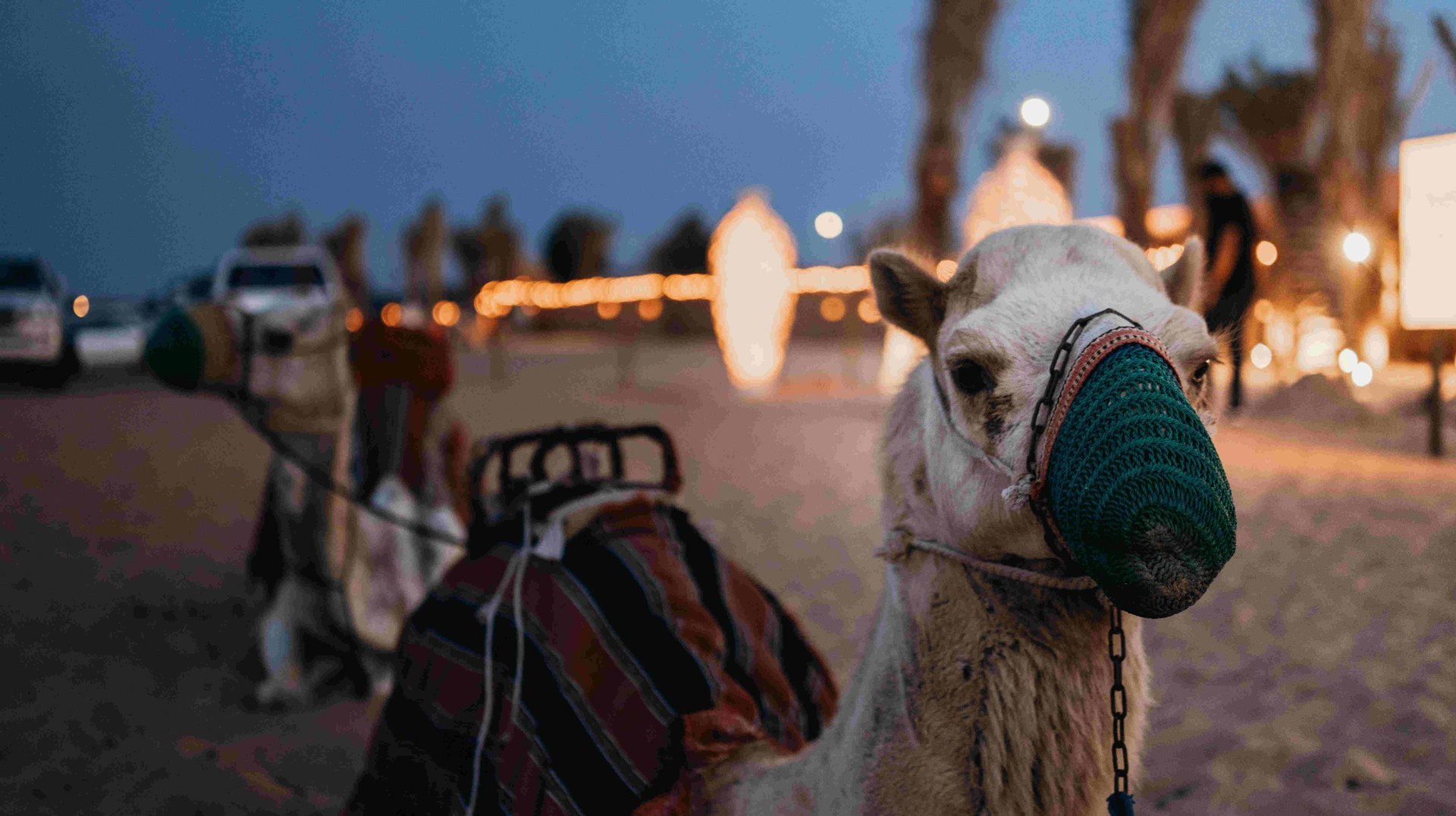 Camels in Dubai - where can you see them? | Two Continents