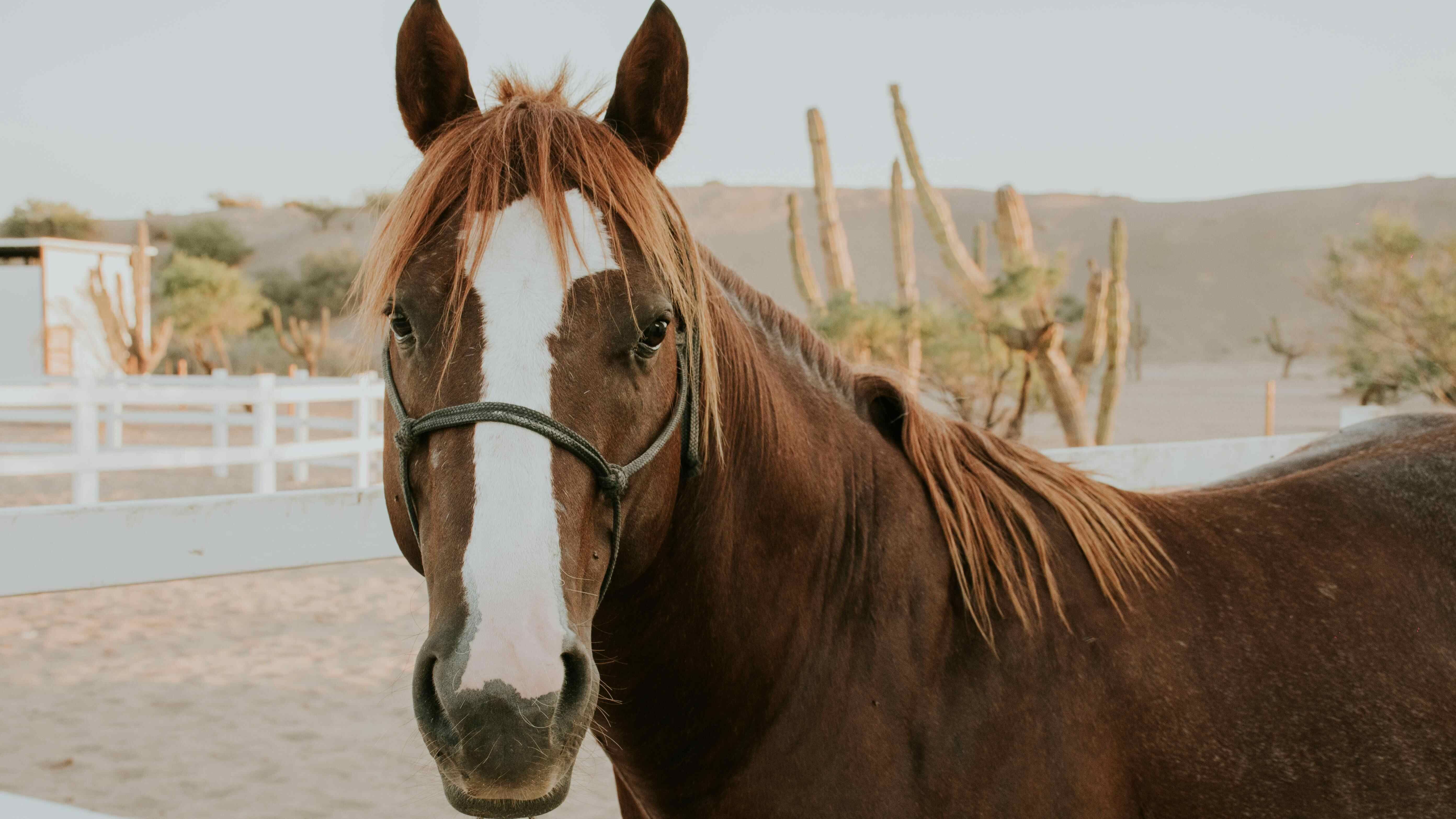 What are the most famous horse stud farms in Dubai? | Two Continents